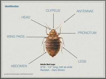 Bed Bugs Origin